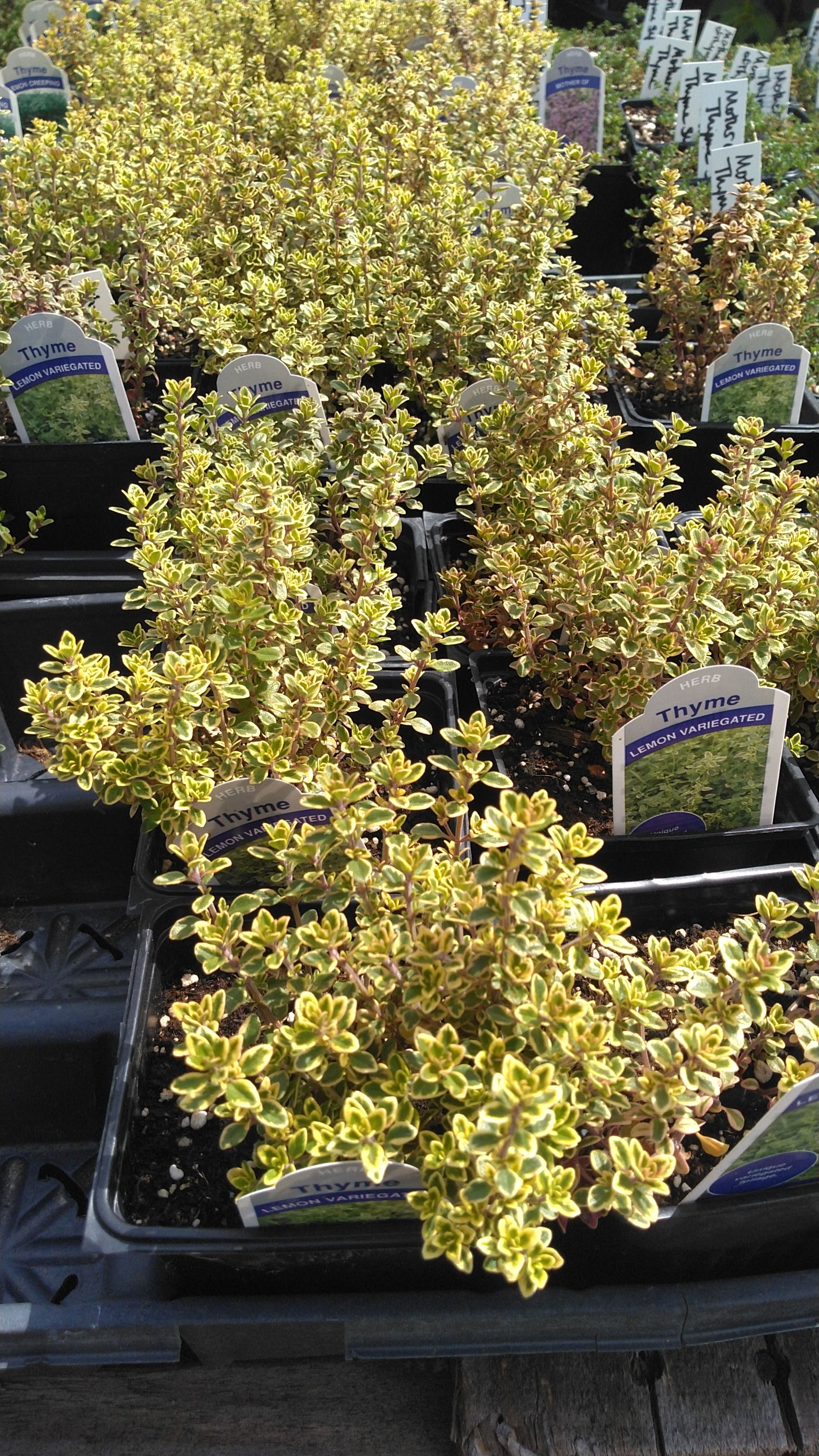 Thyme Plants | Ort Gardens