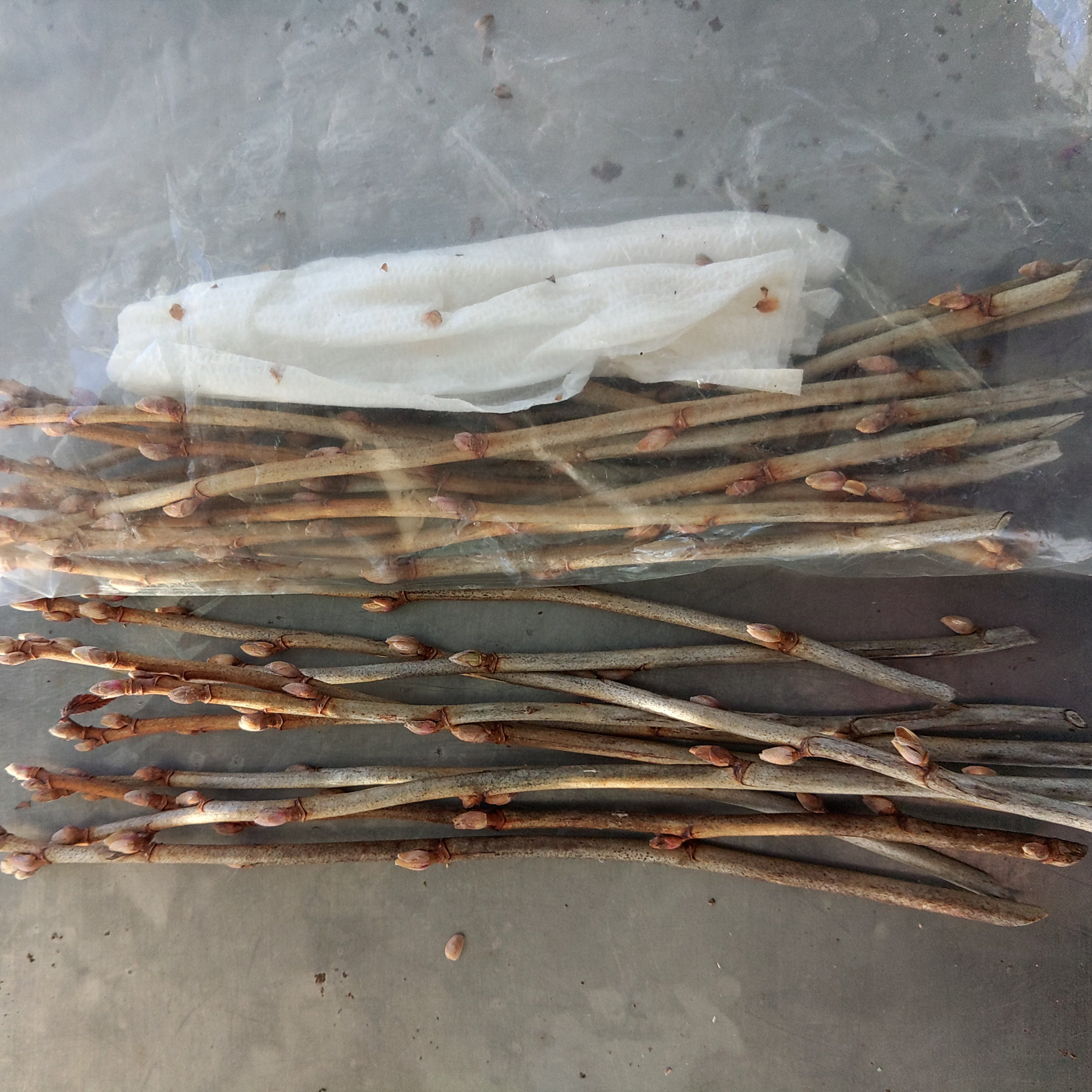 Black Currant Cuttings | Ort Gardens