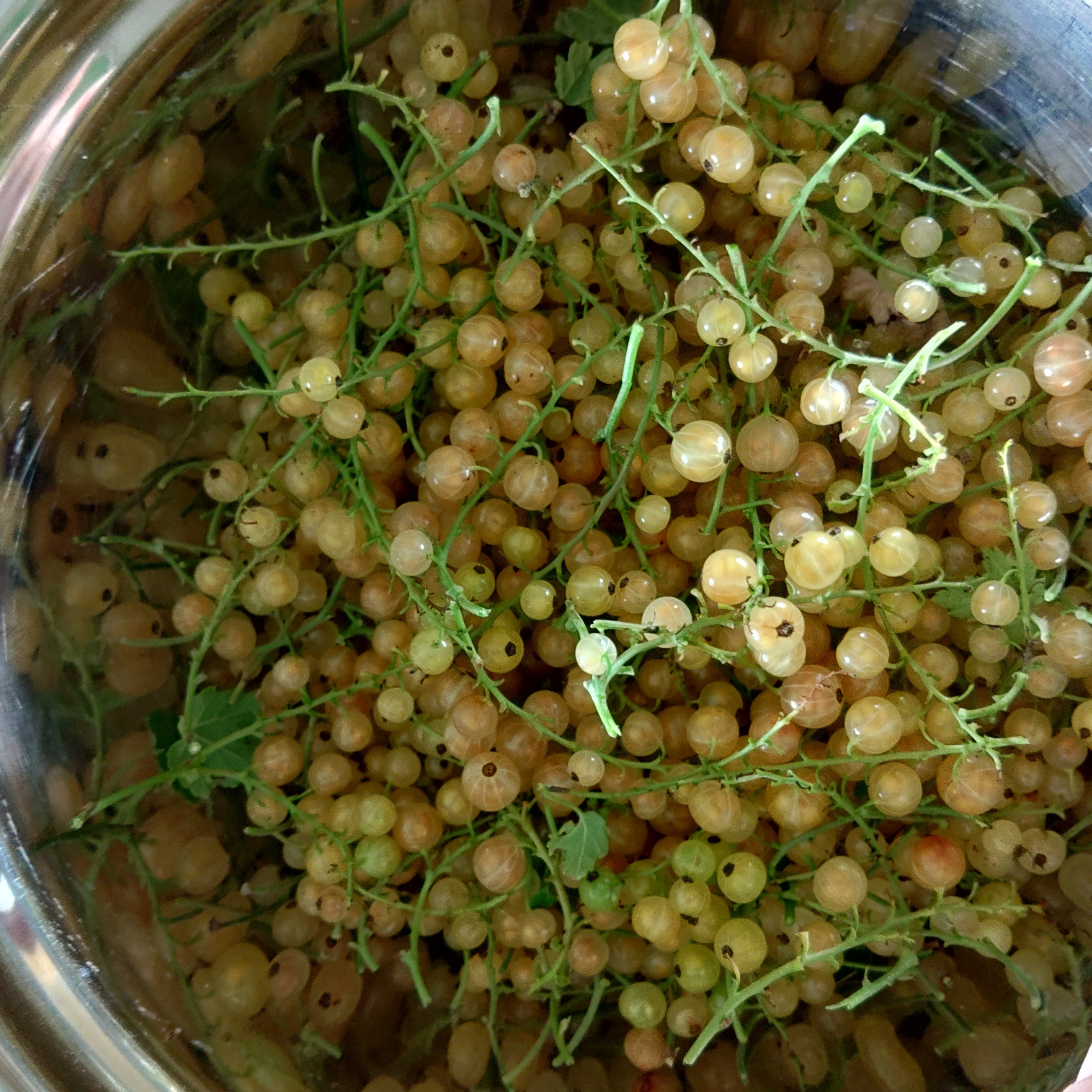 One Gallon White Currant Plants | Ort Gardens