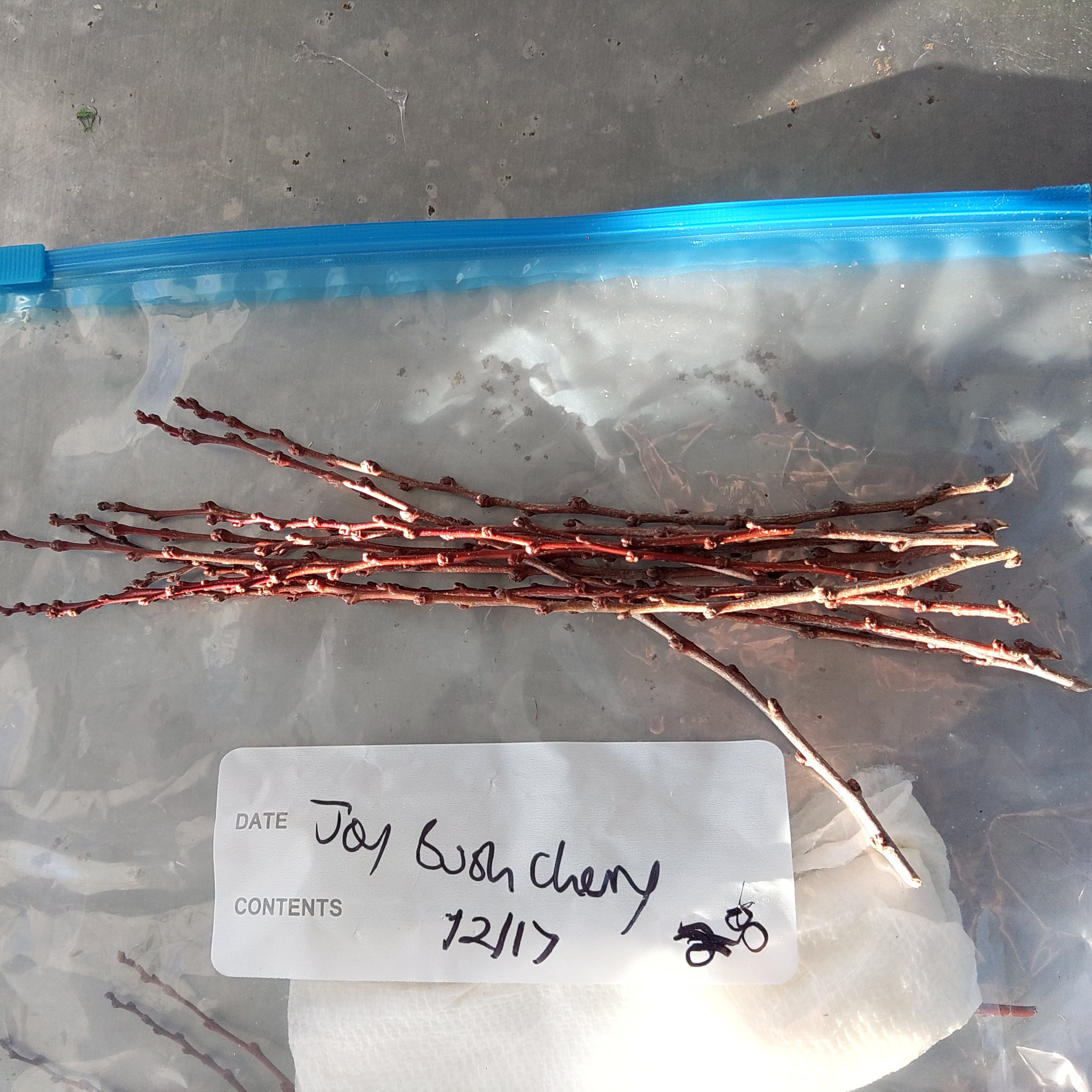 Bush Cherry Cuttings | Ort Gardens