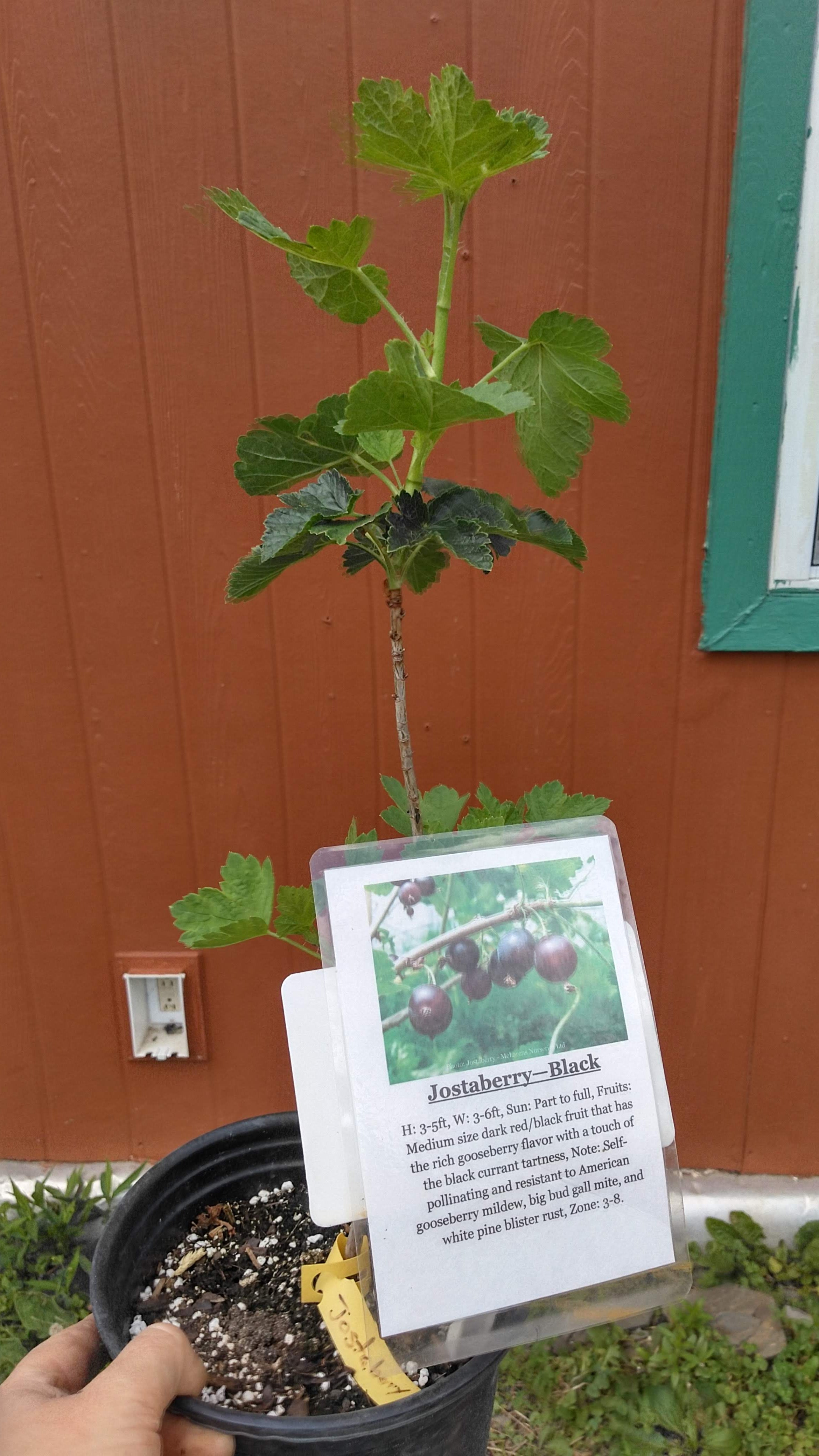 One Gallon Jostaberry Plants | Ort Gardens