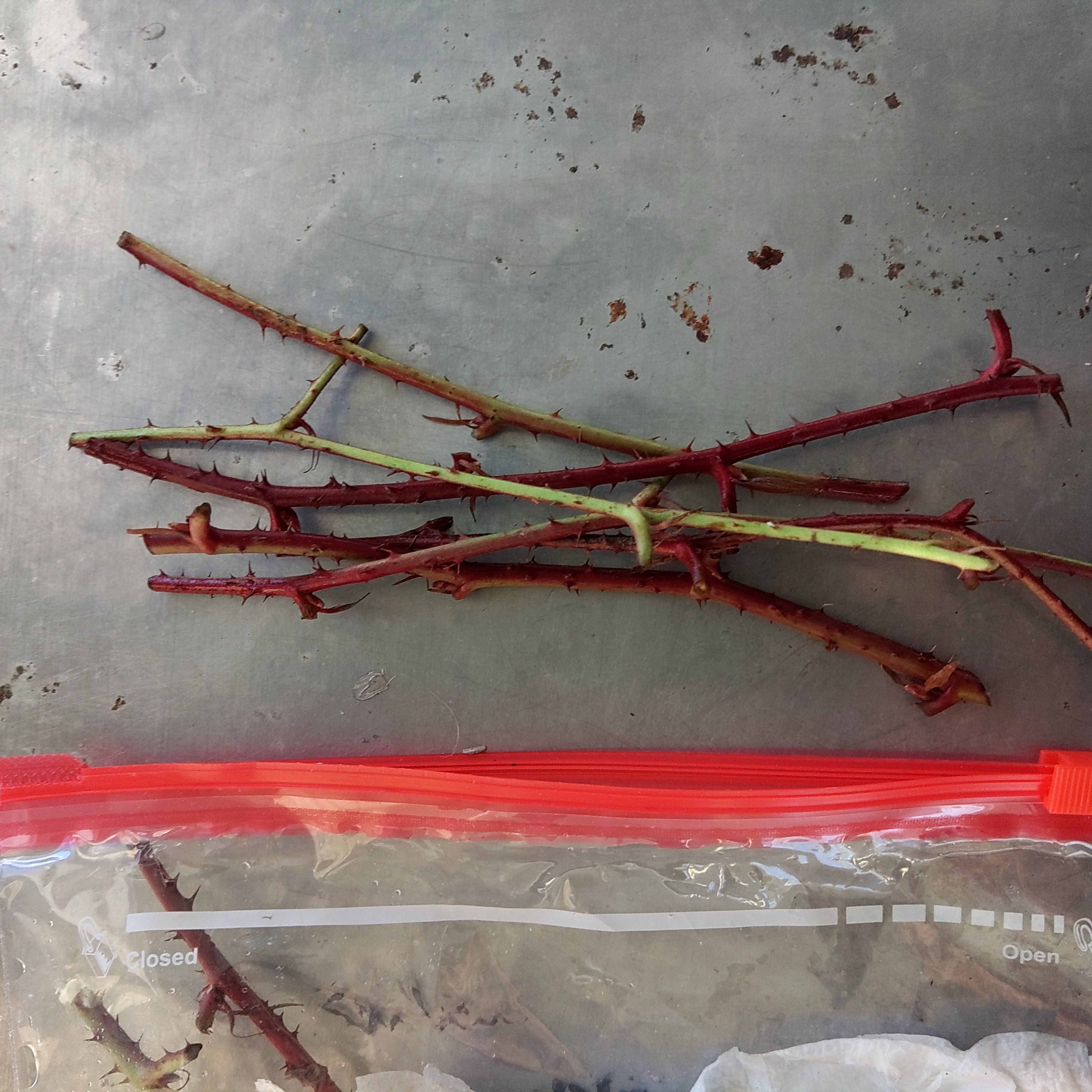 Blackberry & Other Bramble Cuttings | Ort Gardens