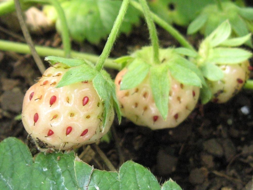 Pineberry Plants | Ort Gardens