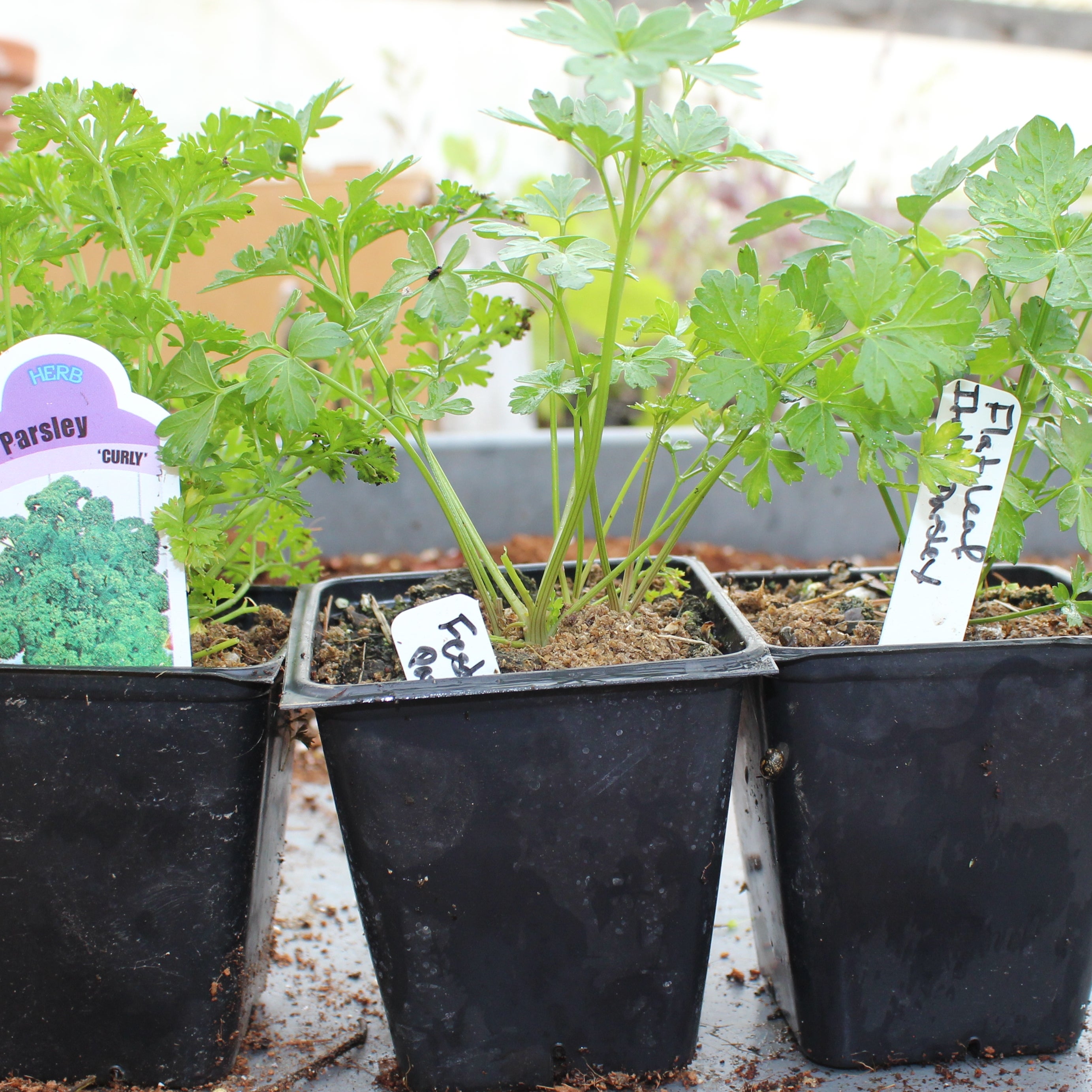 Parsley Plants | Ort Gardens