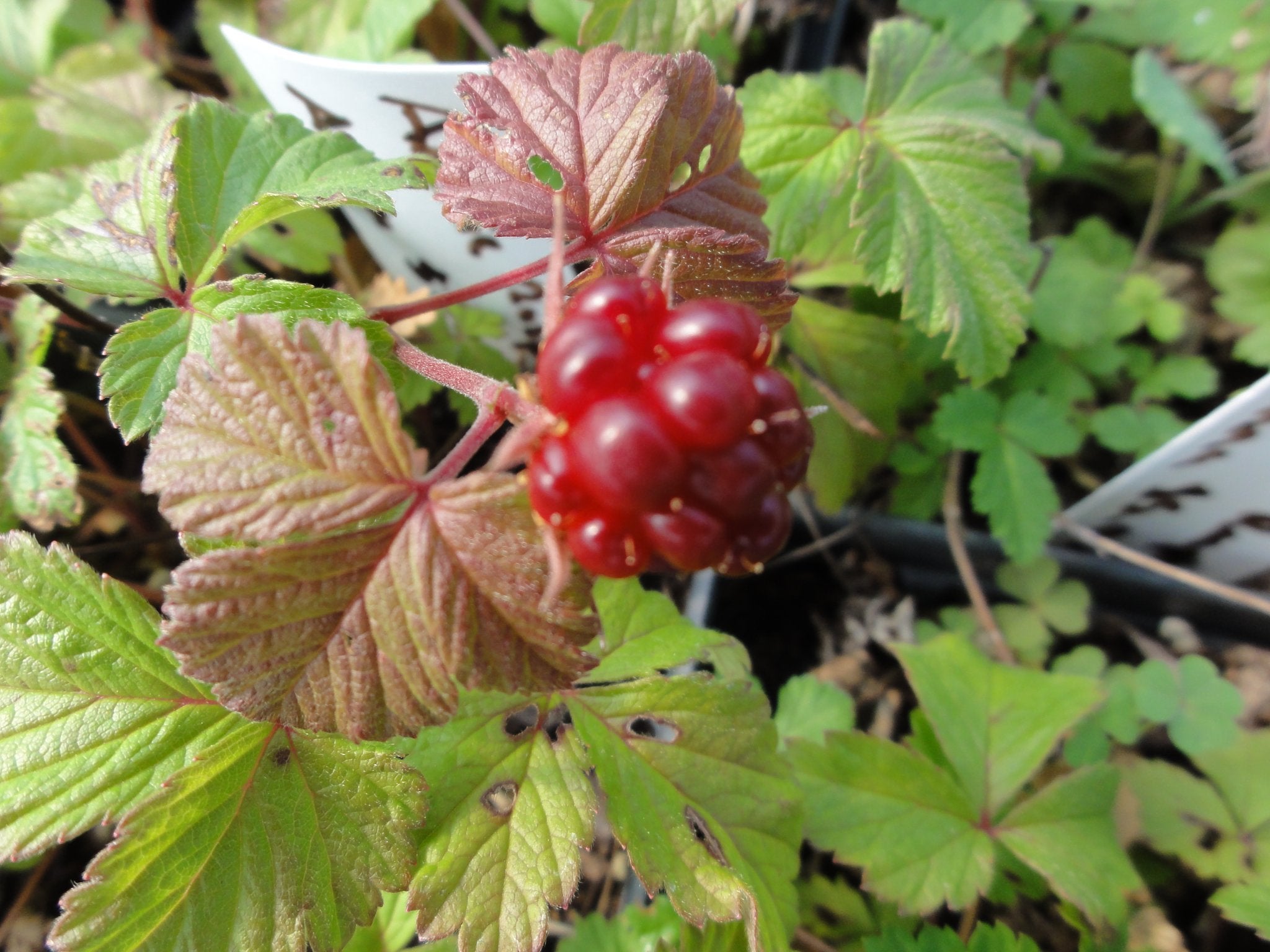Arctic Raspberry - Quart | Ort Gardens