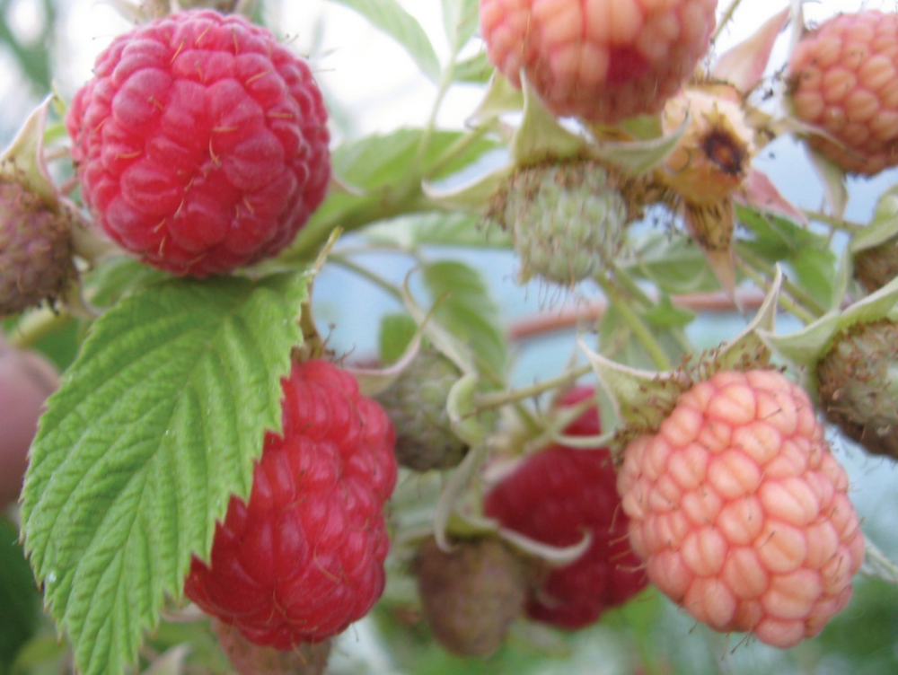 One Gallon Red Raspberry Plants | Ort Gardens