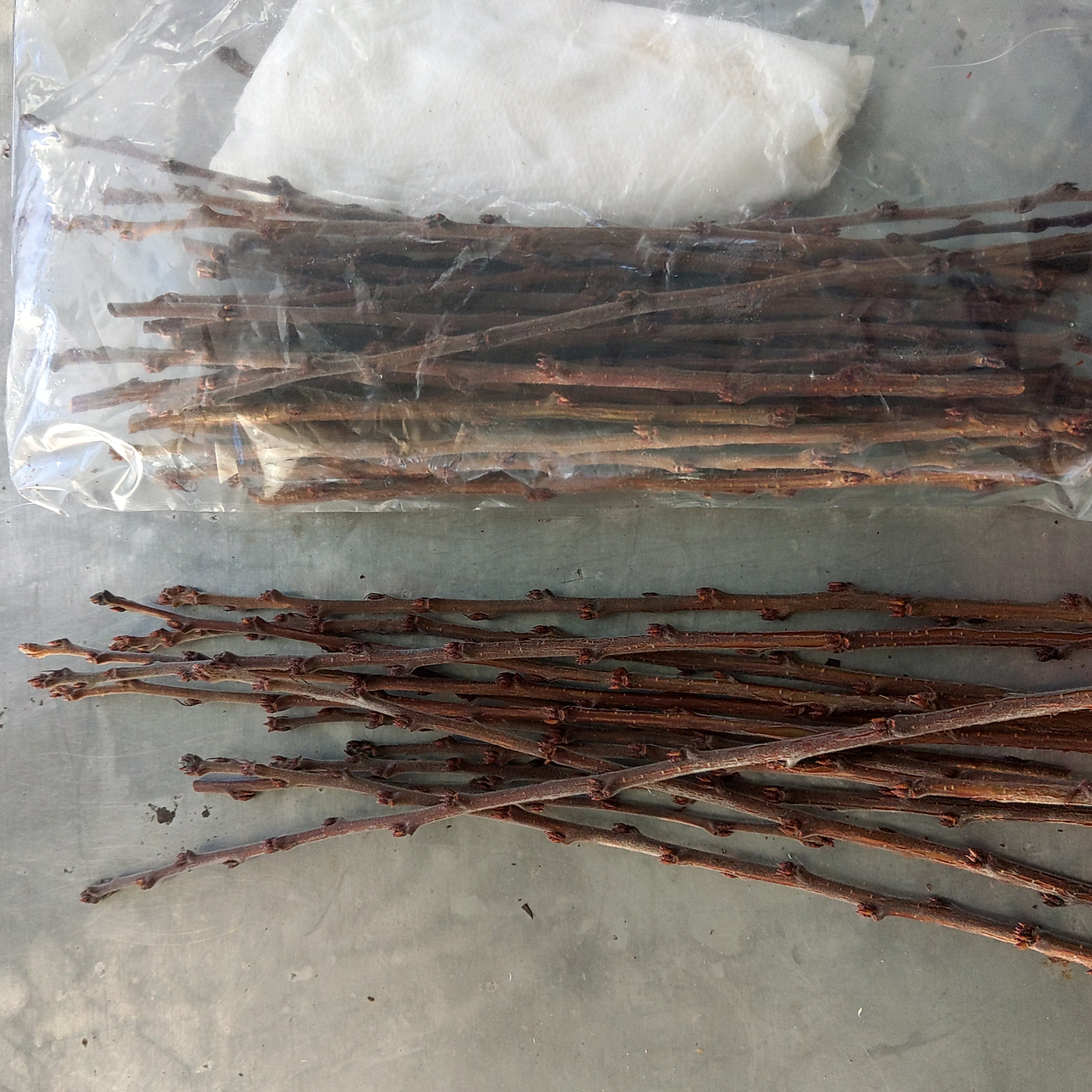 Nanking Cherry Cuttings | Ort Gardens