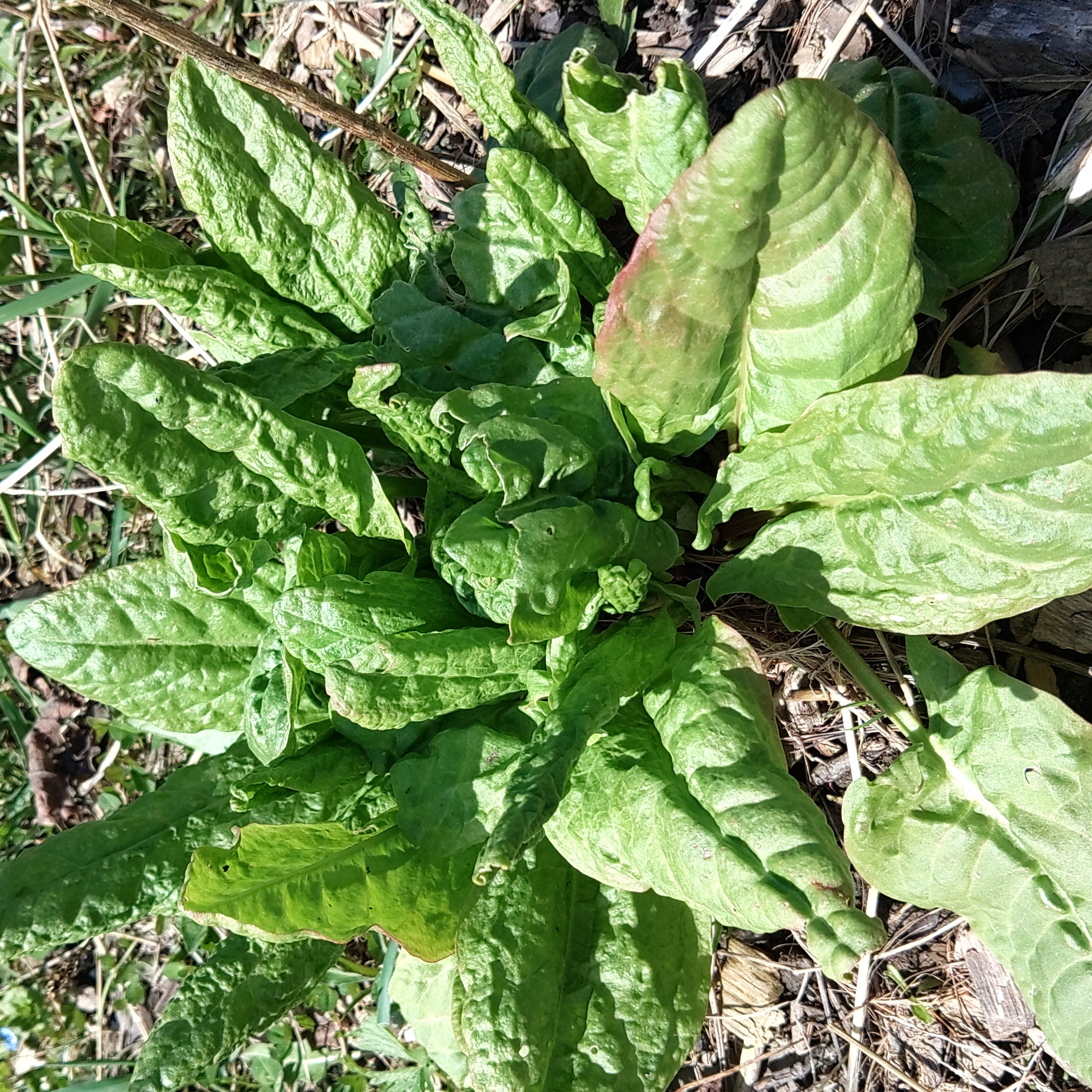 Sorrel Plants | Ort Gardens