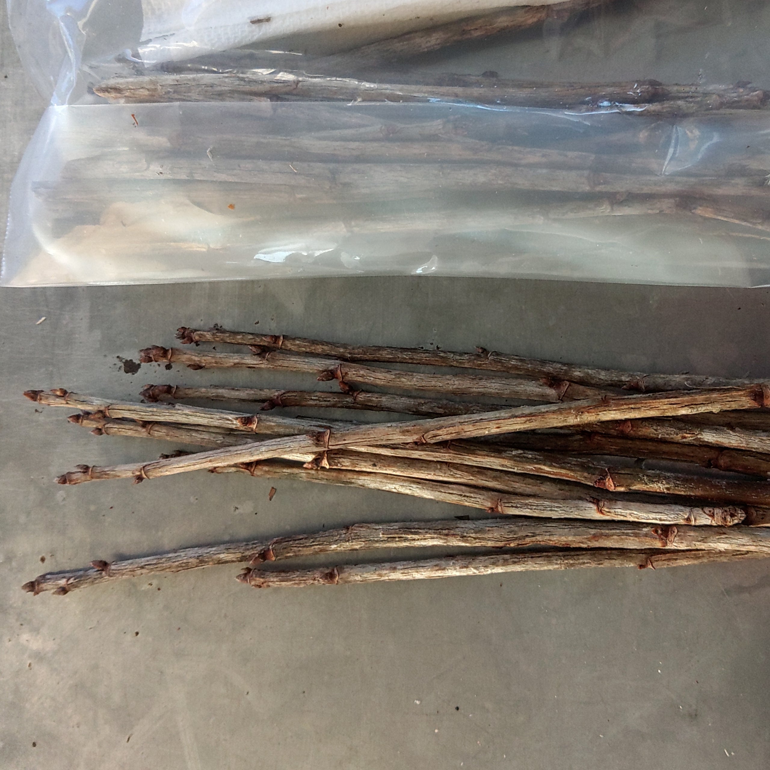 Red Currant Cuttings | Ort Gardens