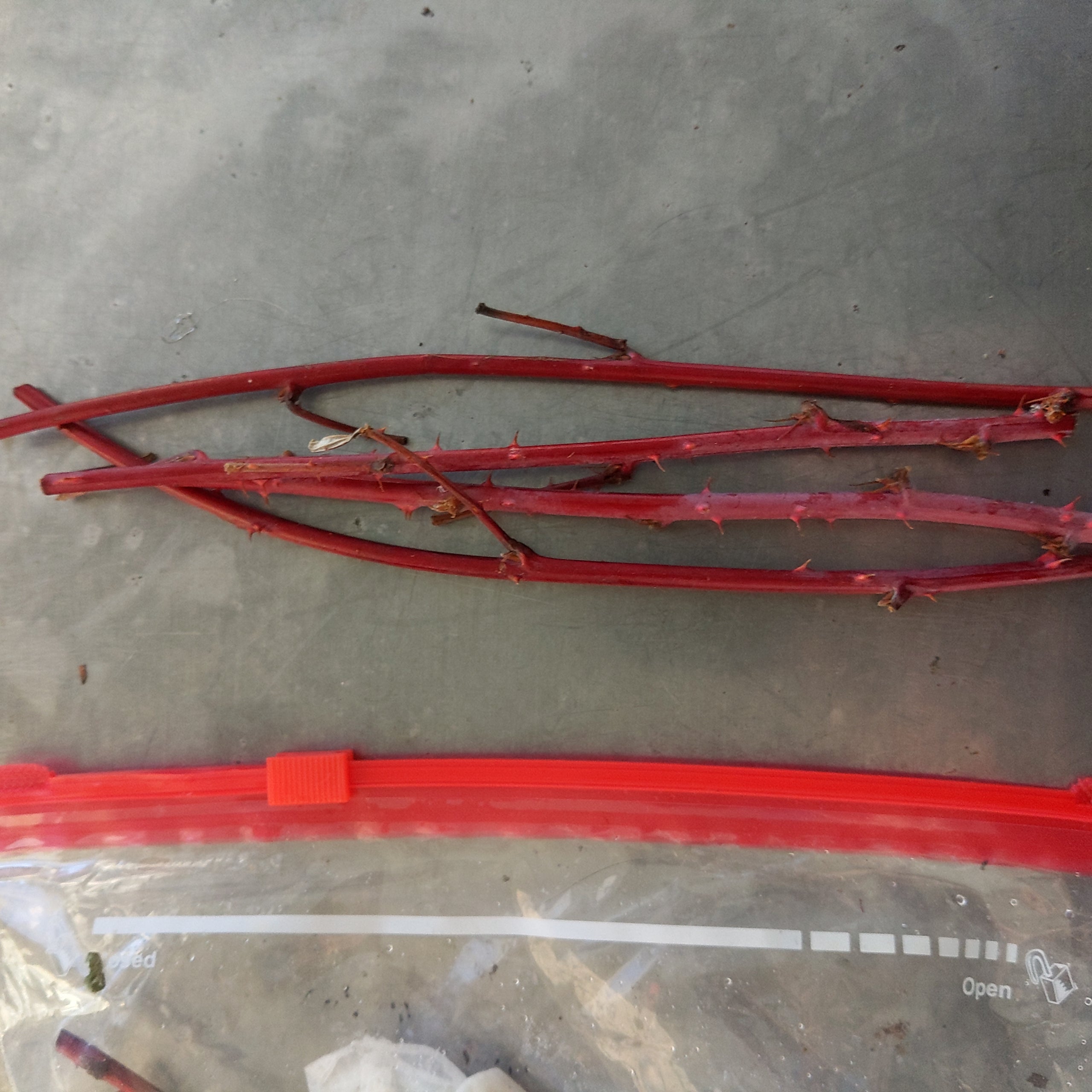 Black & Purple Raspberry Cuttings | Ort Gardens